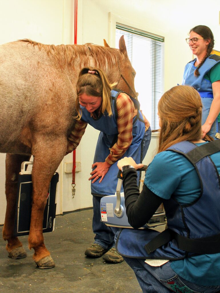 Facility + Equipment – Sawtooth Equine Service